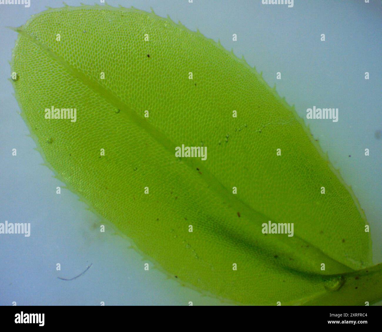 Wavy-leaf Moss (Plagiomnium ciliare) Plantae Stock Photo - Alamy