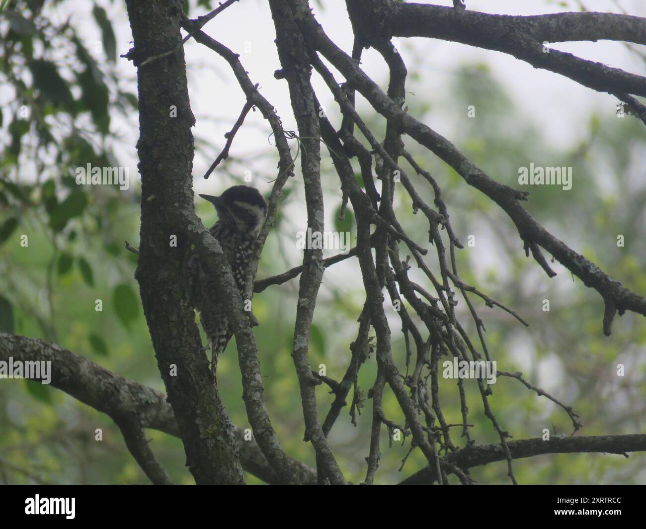 Checkered woodpecker hi-res stock photography and images - Alamy