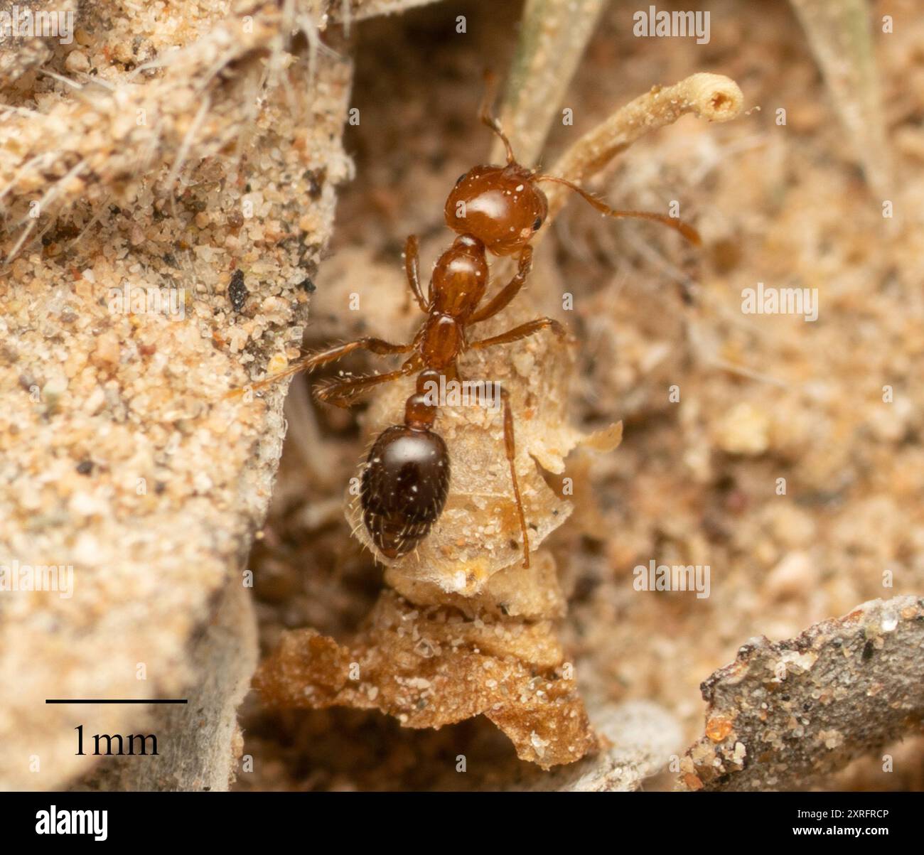 Southern Fire Ant (Solenopsis xyloni) Insecta Stock Photo - Alamy
