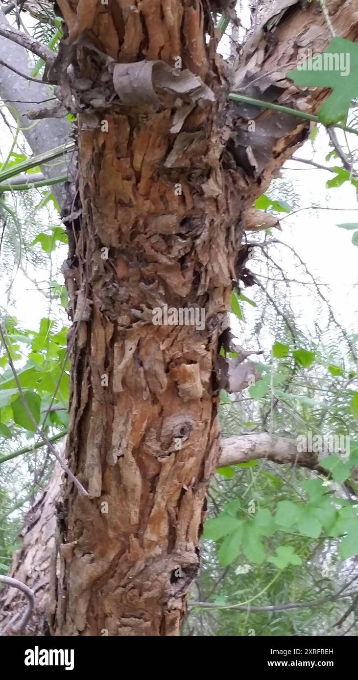 Peruvian Pepper Tree (Schinus molle) Plantae Stock Photo - Alamy