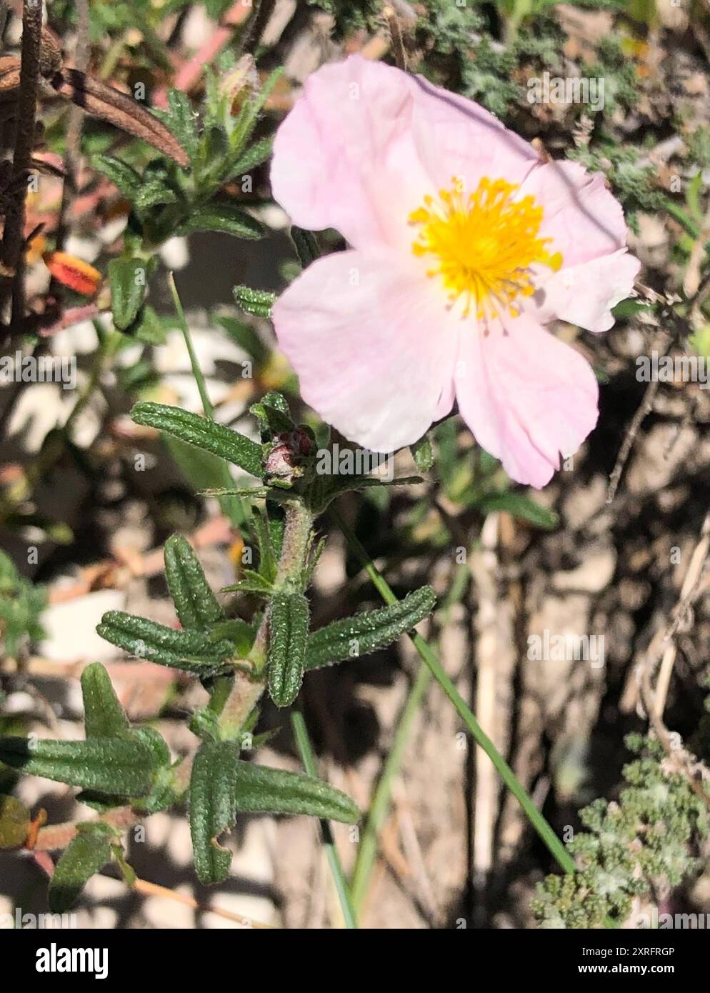 dwarf rock-roses (Helianthemum) Plantae Stock Photo - Alamy
