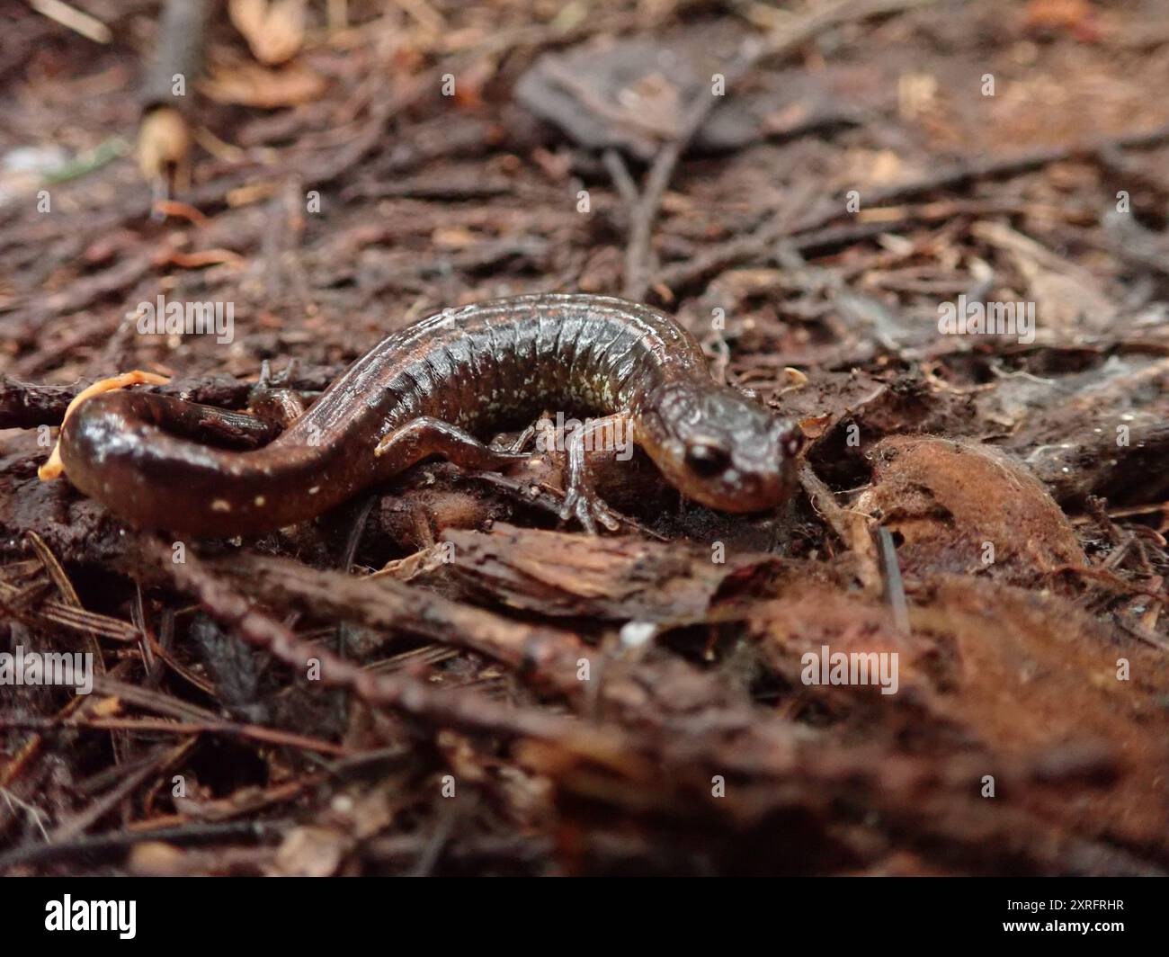 Western Red-backed Salamander (Plethodon vehiculum) Amphibia Stock ...