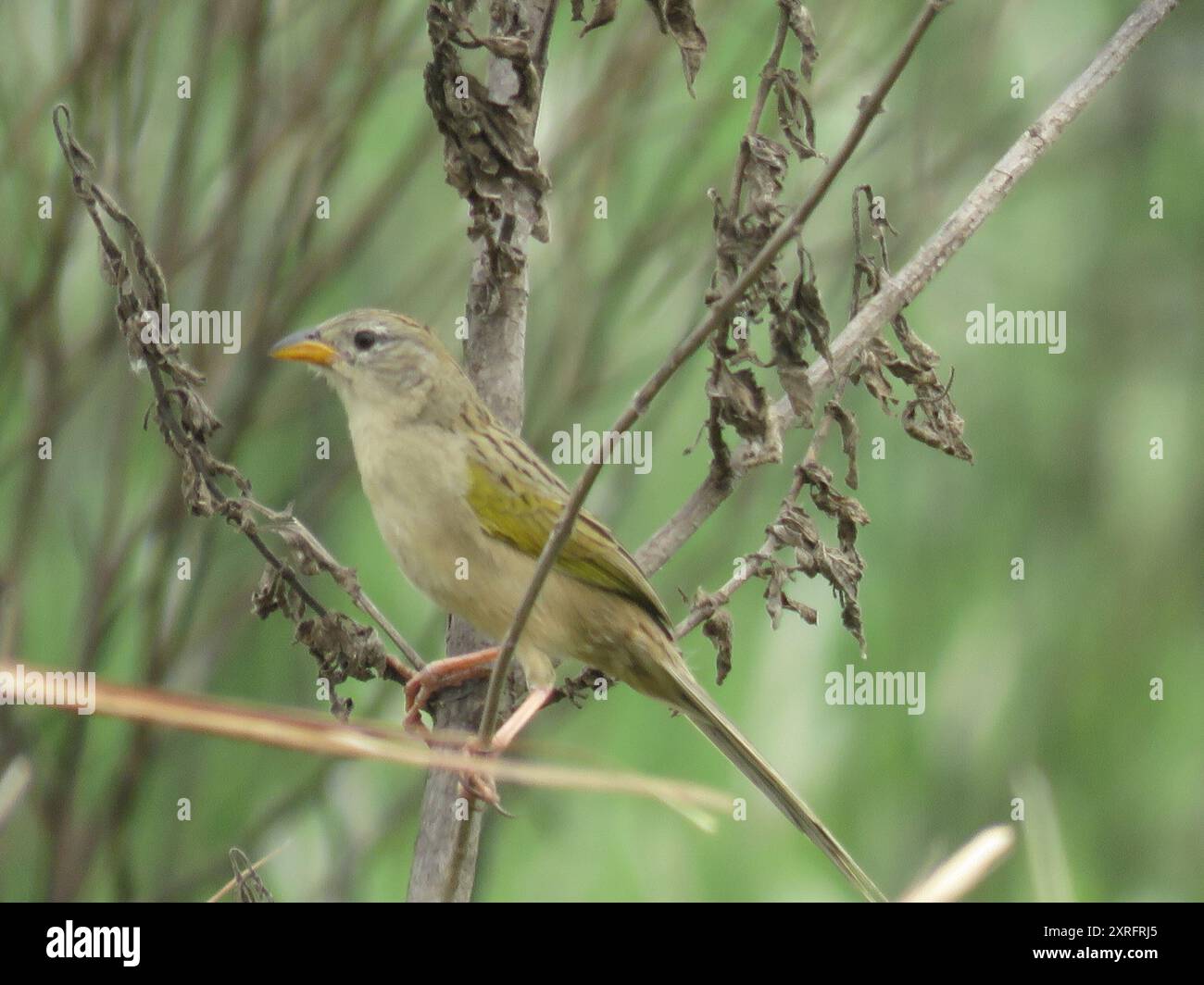 Wedge-tailed Grass-Finch (Emberizoides herbicola) Aves Stock Photo - Alamy