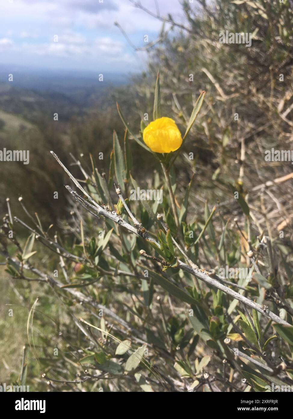 Bush Poppy (Dendromecon rigida) Plantae Stock Photo - Alamy