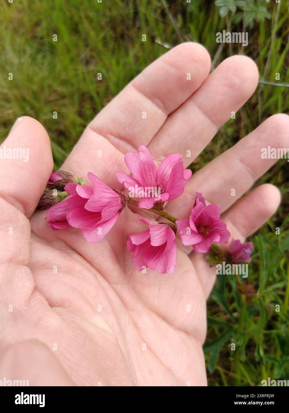checkerbloom (Sidalcea malviflora) Plantae Stock Photo - Alamy