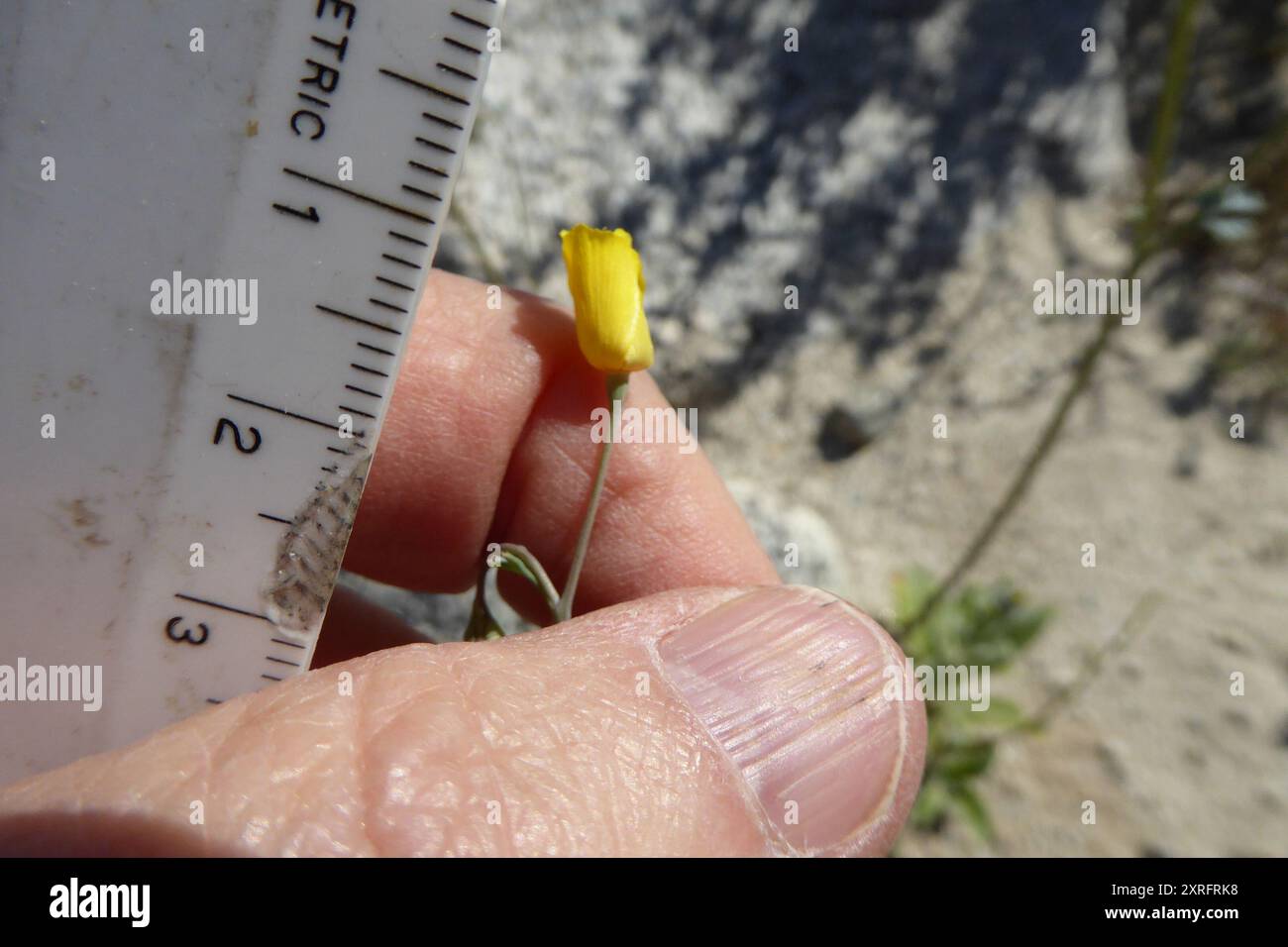 Little Gold Poppy (Eschscholzia minutiflora) Plantae Stock Photo - Alamy