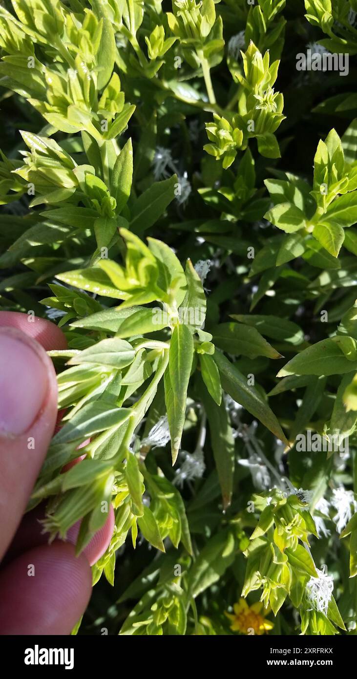 American threefold (Trixis californica) Plantae Stock Photo - Alamy