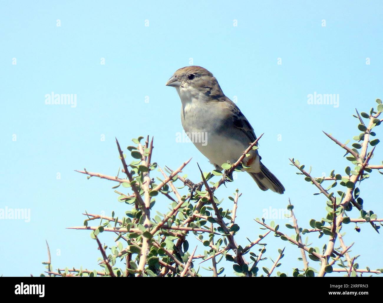 Diuca diuca hi-res stock photography and images - Alamy