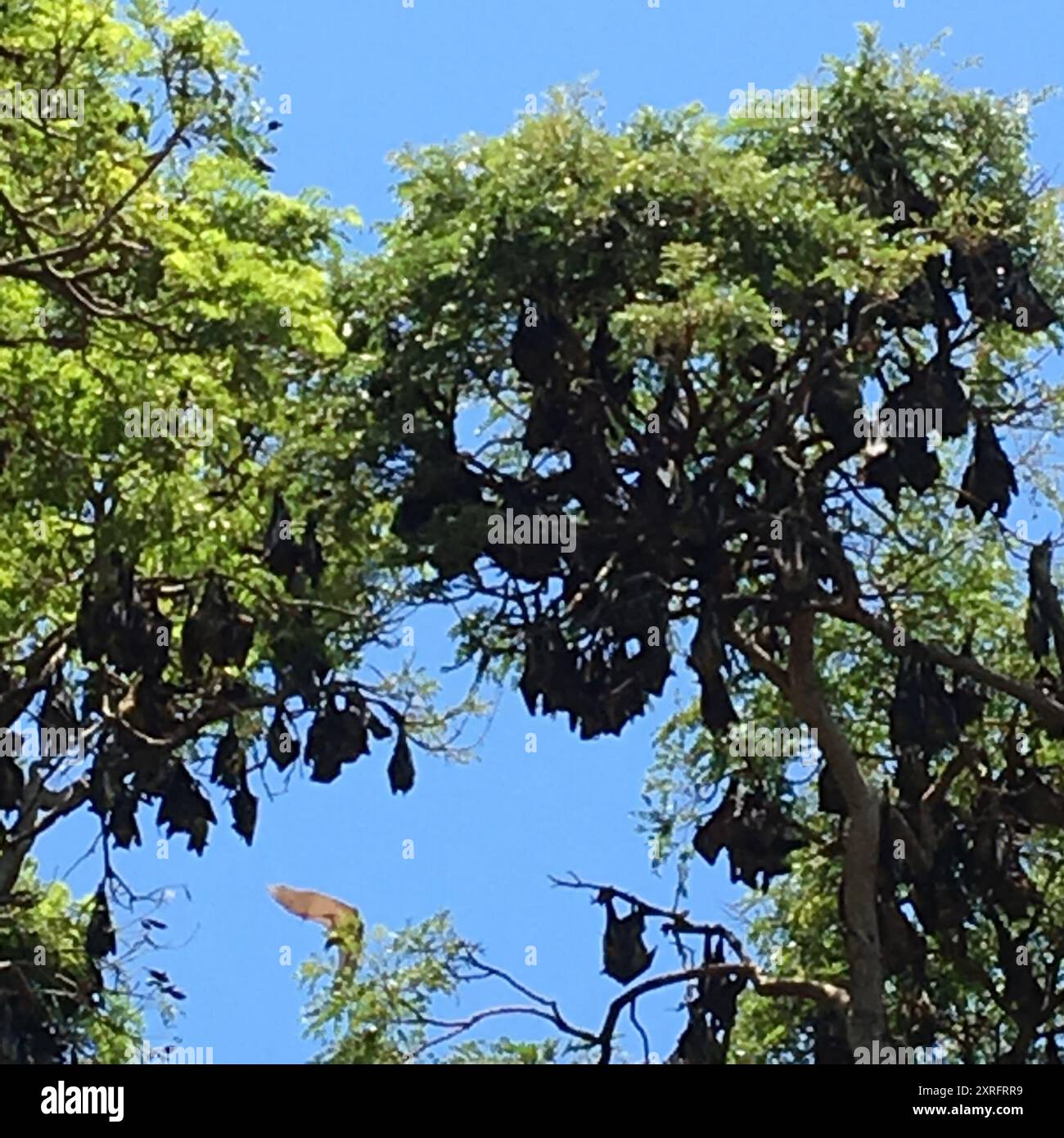 Straw-coloured Fruit Bat (Eidolon helvum) Mammalia Stock Photo - Alamy