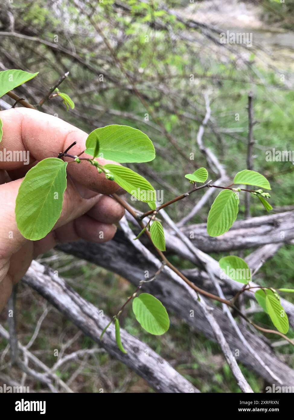 Supplejack (Berchemia scandens) Plantae Stock Photo - Alamy