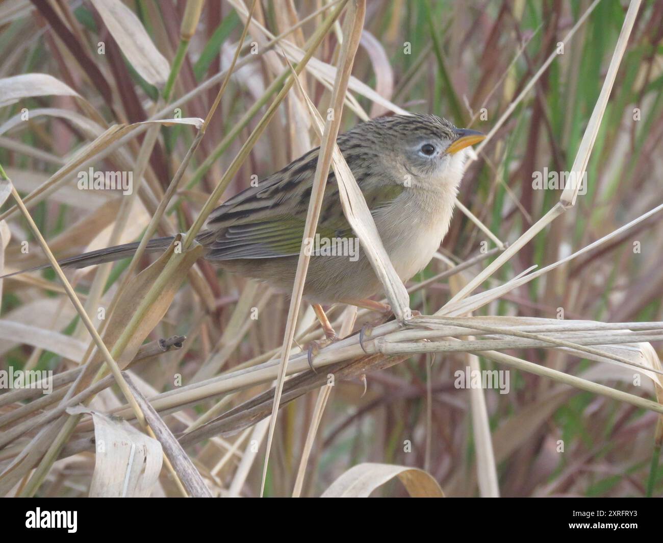 Lesser Grass-Finch (Emberizoides ypiranganus) Aves Stock Photo - Alamy
