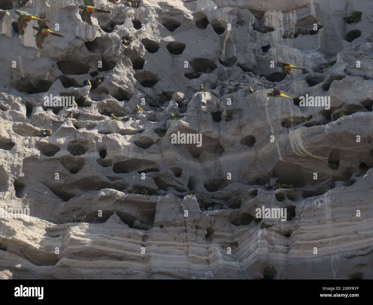 Burrowing Parakeet (Cyanoliseus patagonus) Aves Stock Photo - Alamy
