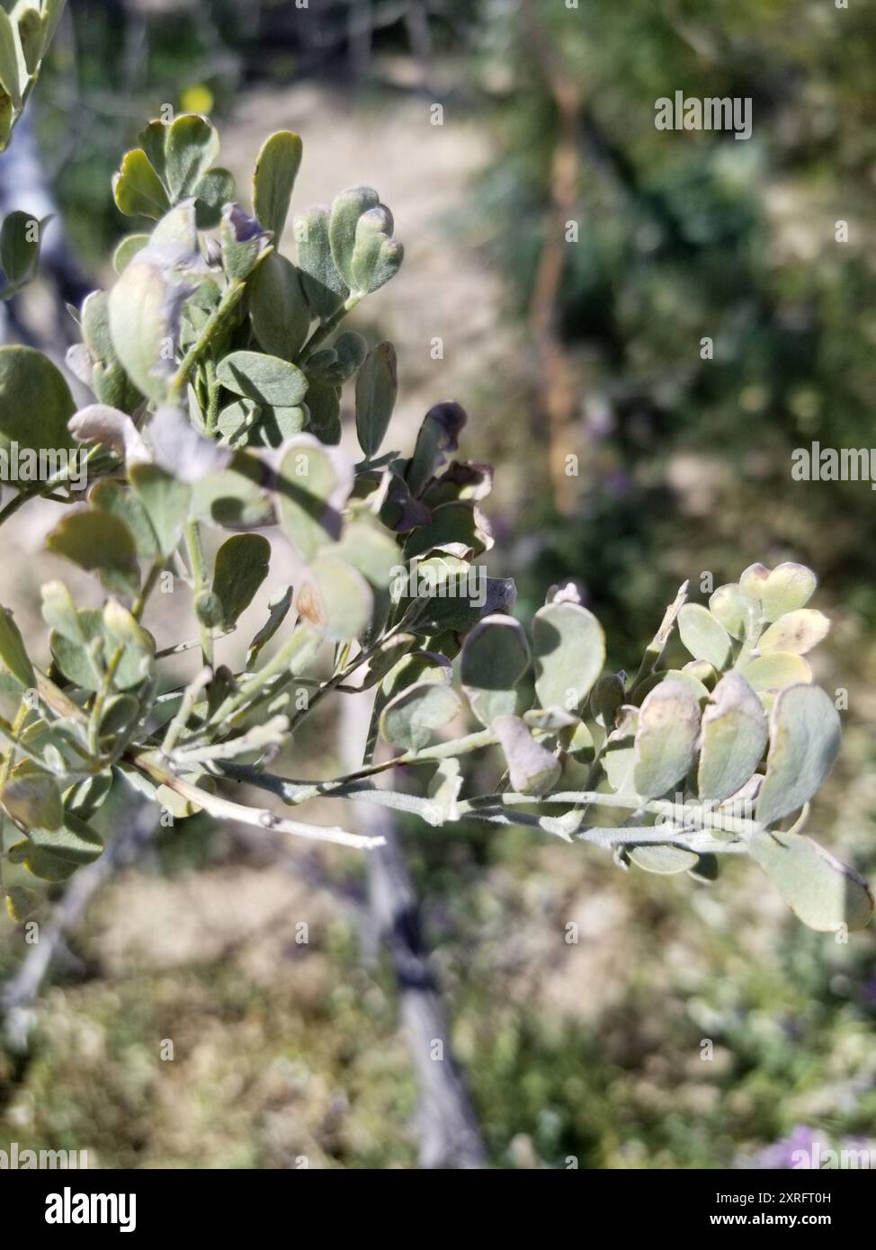 desert ironwood (Olneya tesota) Plantae Stock Photo - Alamy