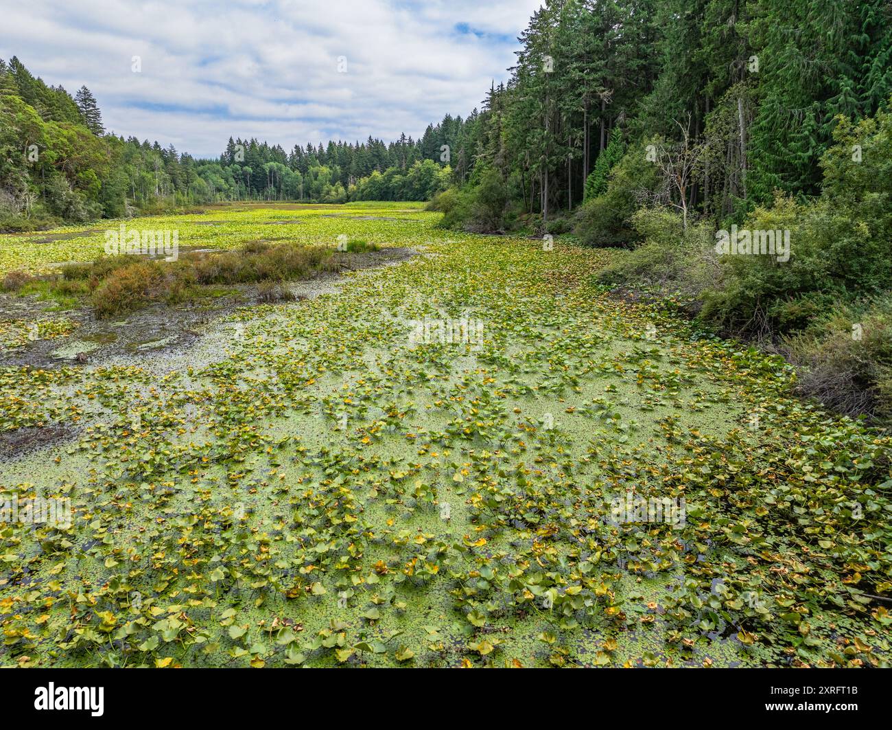 A drone landscape image of Fisher Pond on Vashon Island in Washington ...
