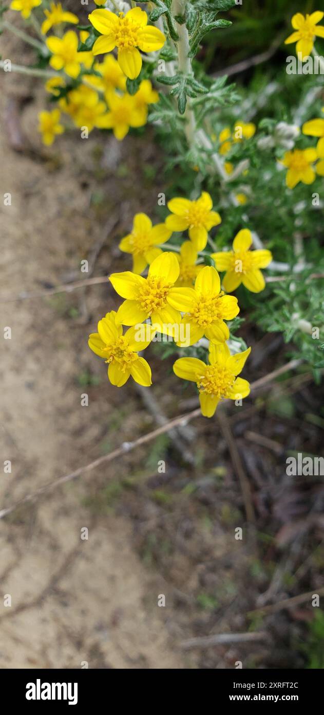 Golden Yarrow (Eriophyllum confertiflorum) Plantae Stock Photo - Alamy