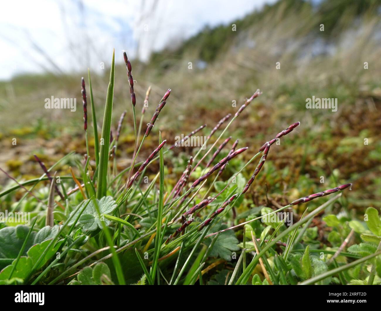 Early Sand-grass (Mibora minima) Plantae Stock Photo - Alamy