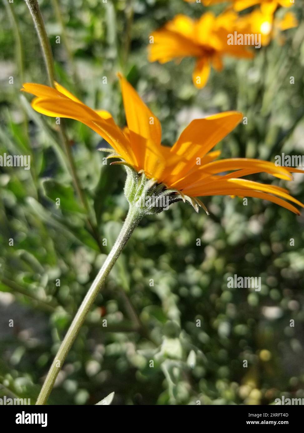 Cape marigold (Dimorphotheca sinuata) Plantae Stock Photo - Alamy