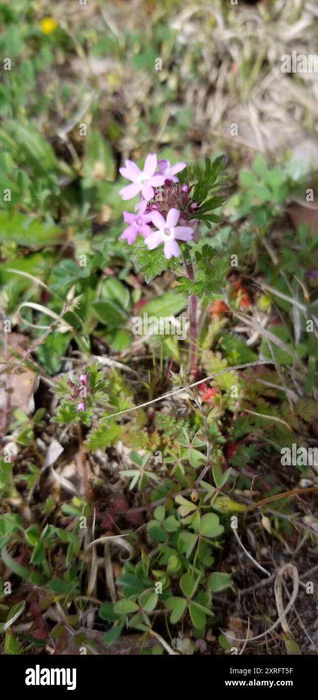 Dwarf Verbena (Glandularia pumila) Plantae Stock Photo - Alamy