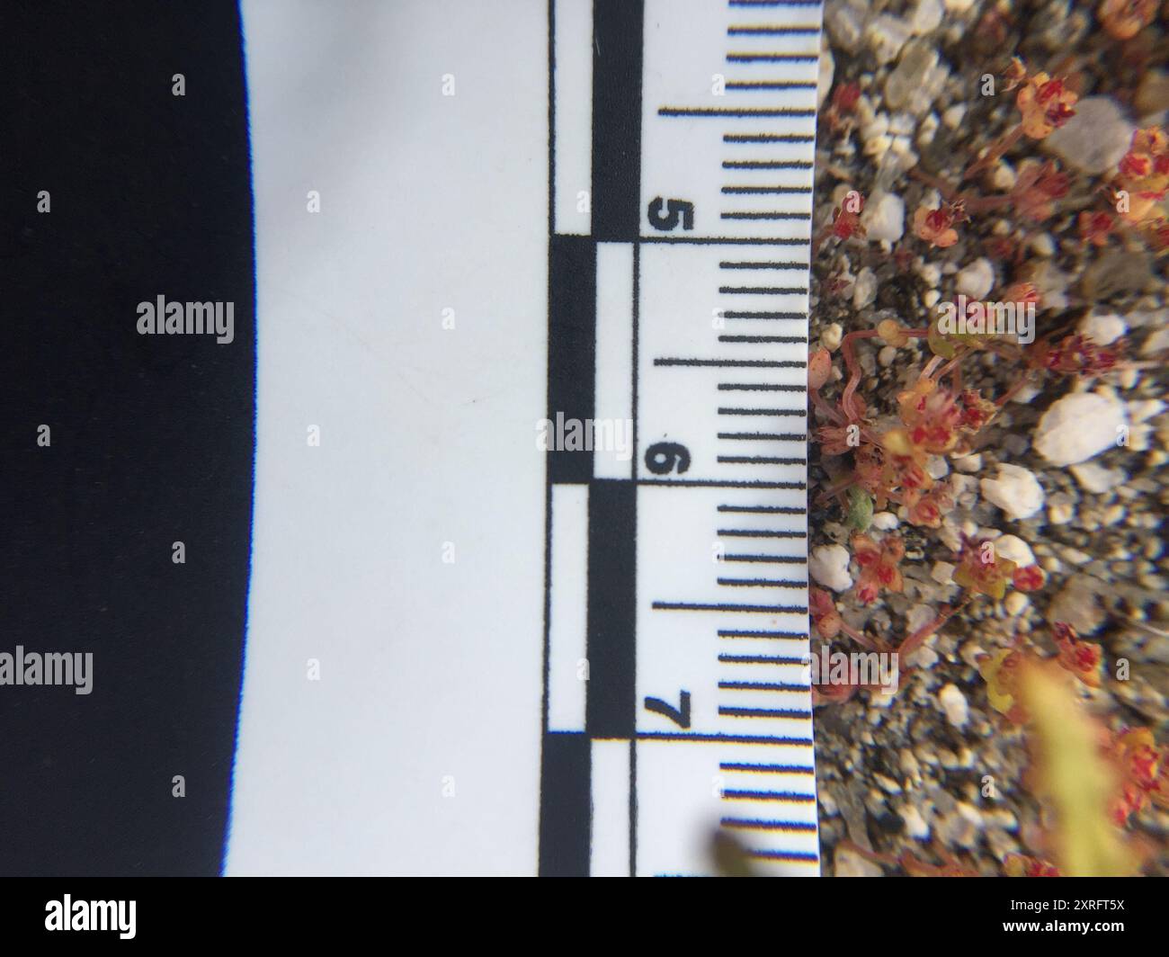 sand pygmyweed (Crassula connata) Plantae Stock Photo - Alamy