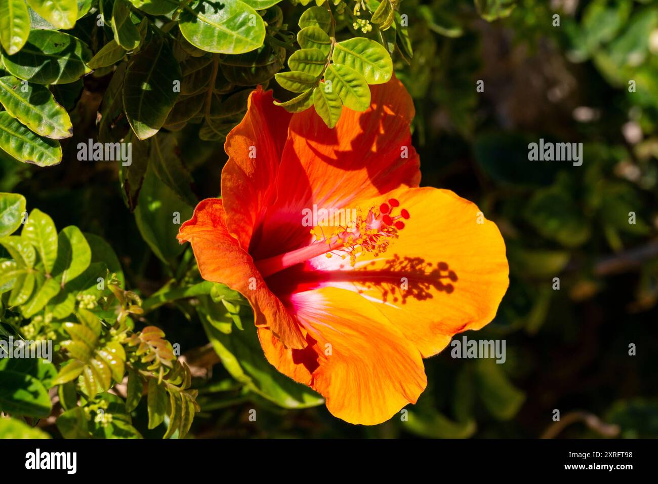 Shoe Flower, Hibiscus, Chinese rose in garden Stock Photo - Alamy