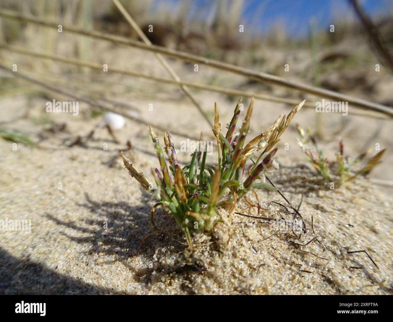 Early Sand-grass (Mibora minima) Plantae Stock Photo - Alamy