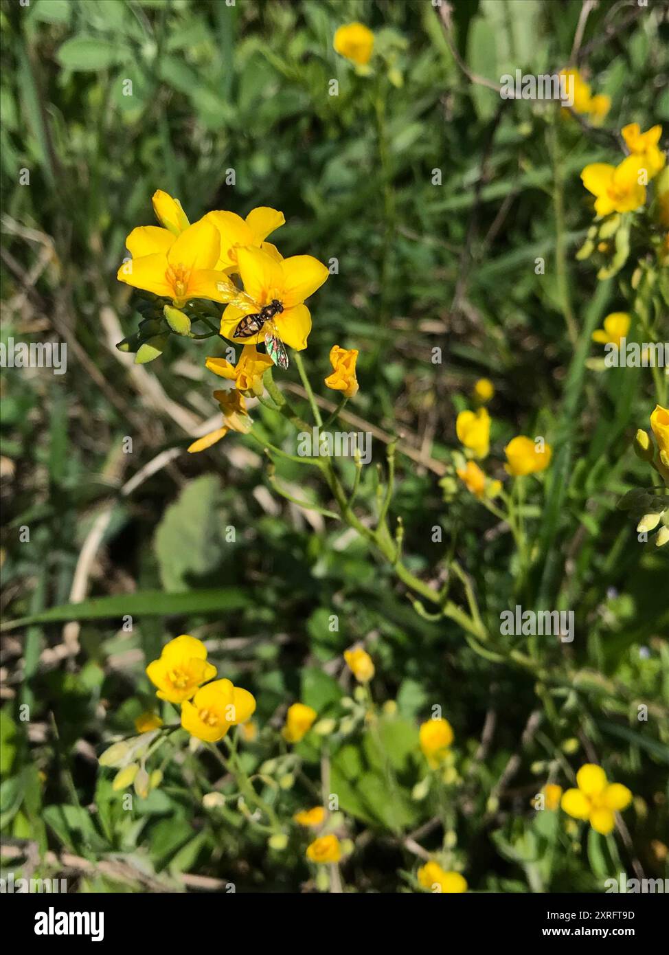 bladderpods (Physaria) Plantae Stock Photo - Alamy