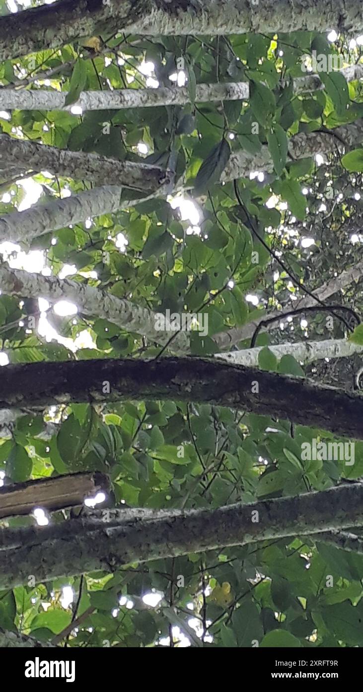 (Trichanthera gigantea) Plantae Stock Photo - Alamy