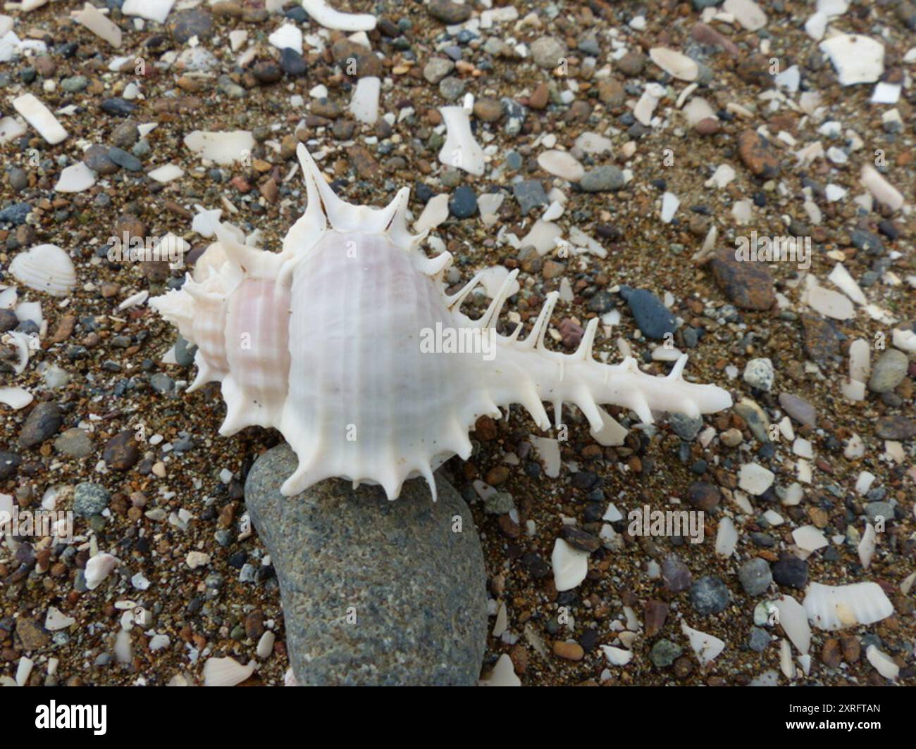 Venus comb murex hi-res stock photography and images - Alamy