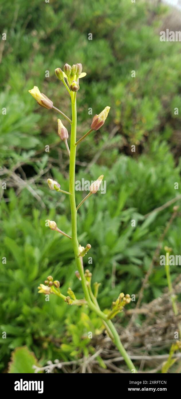 Saharan Mustard (Brassica tournefortii) Plantae Stock Photo - Alamy