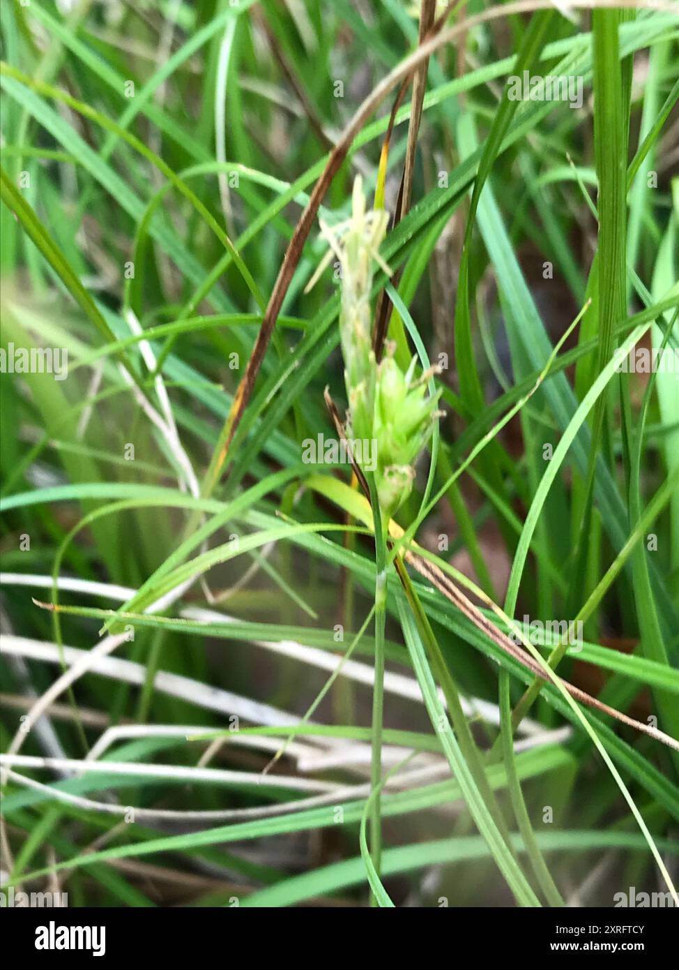 Carex sect. Paniceae (Paniceae) Plantae Stock Photo - Alamy