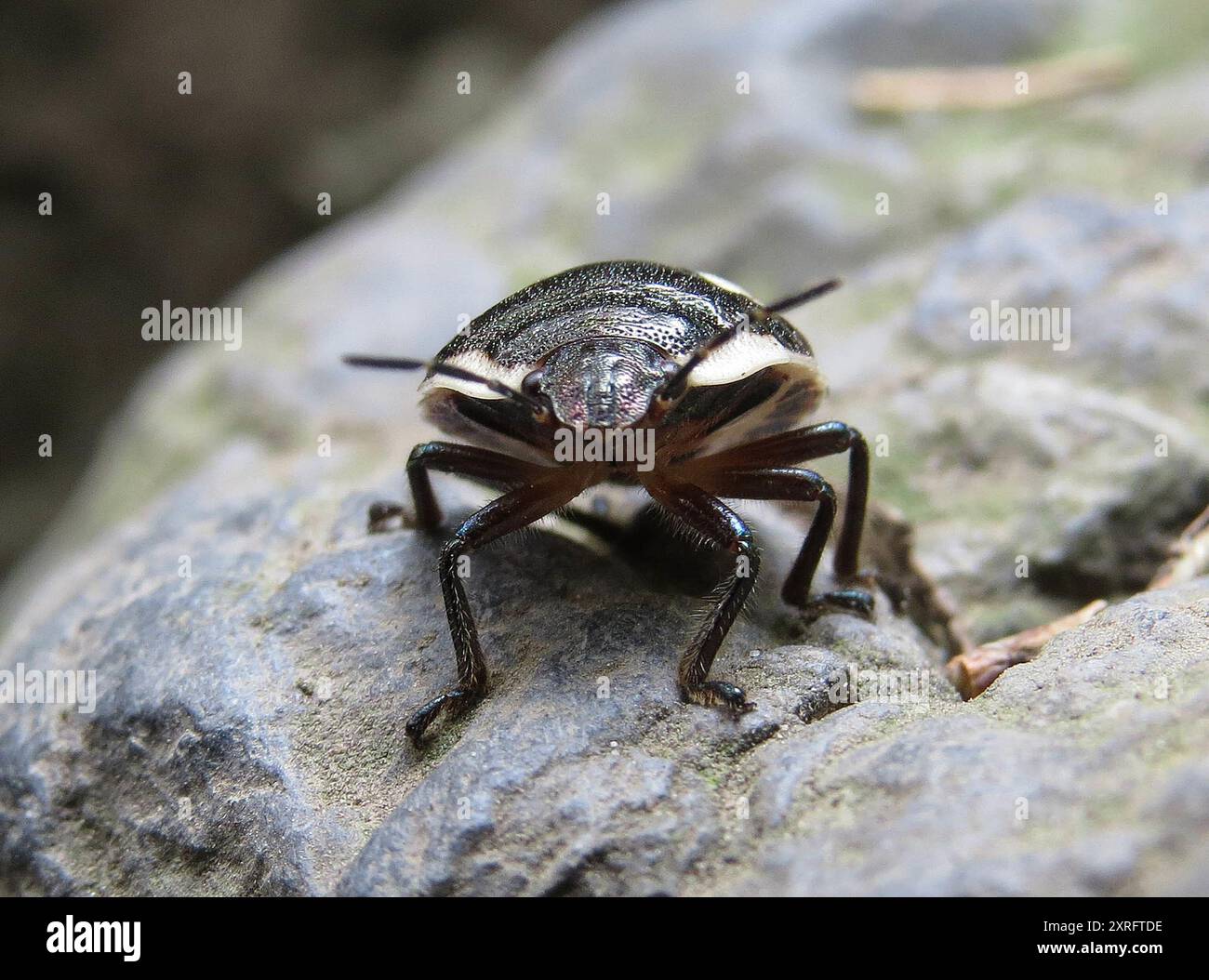 Clown Stink Bug (Poecilocoris lewisi) Insecta Stock Photo - Alamy