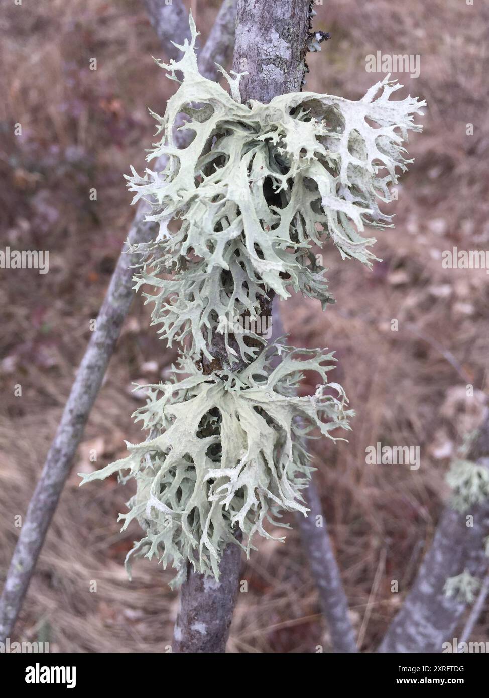 Oakmoss (Evernia prunastri) Fungi Stock Photo - Alamy