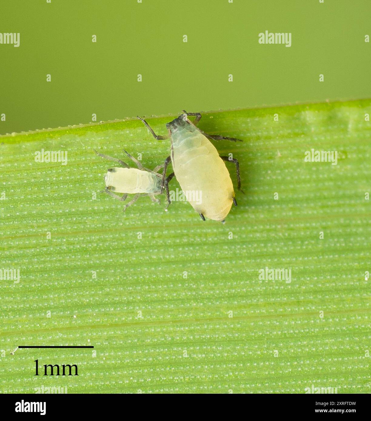 Corn Leaf Aphid (Rhopalosiphum maidis) Insecta Stock Photo - Alamy