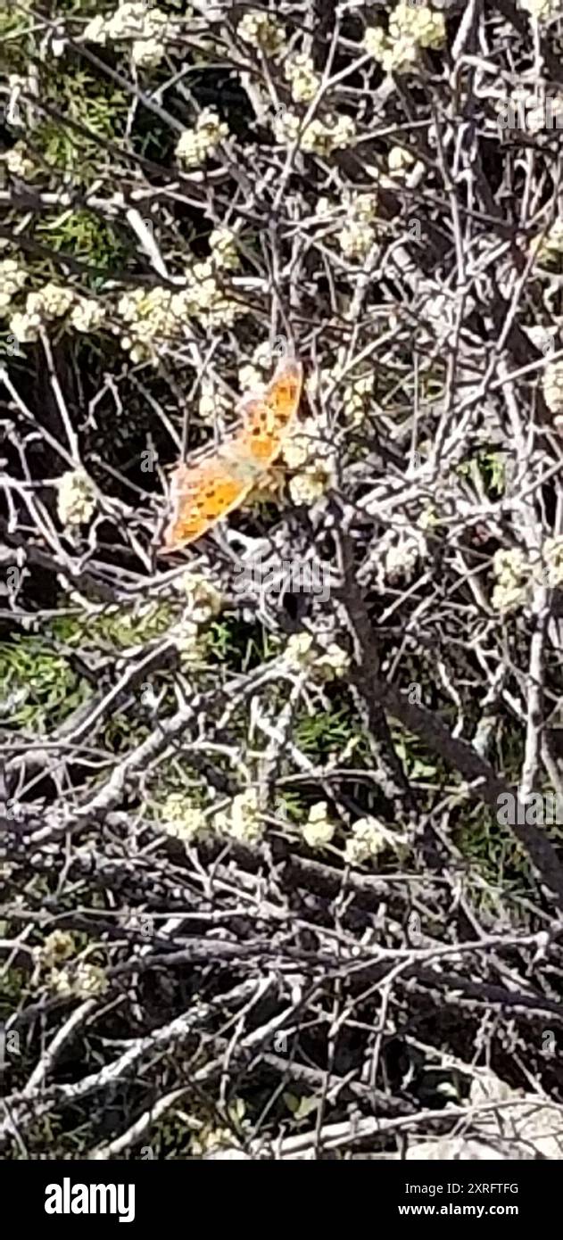 Question Mark (Polygonia interrogationis) Insecta Stock Photo - Alamy