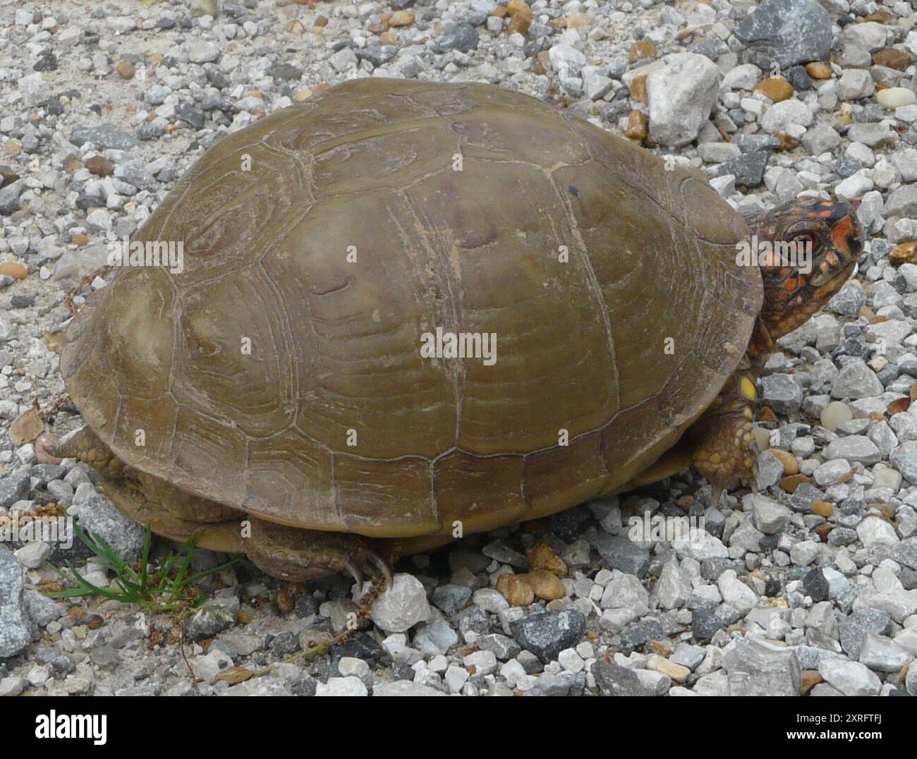 Three-toed Box Turtle (Terrapene triunguis) Reptilia Stock Photo - Alamy