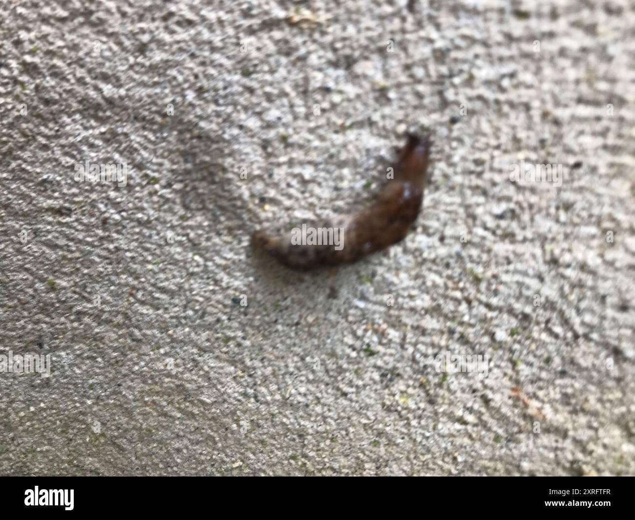 Smooth Land Slugs (Deroceras) Mollusca Stock Photo - Alamy