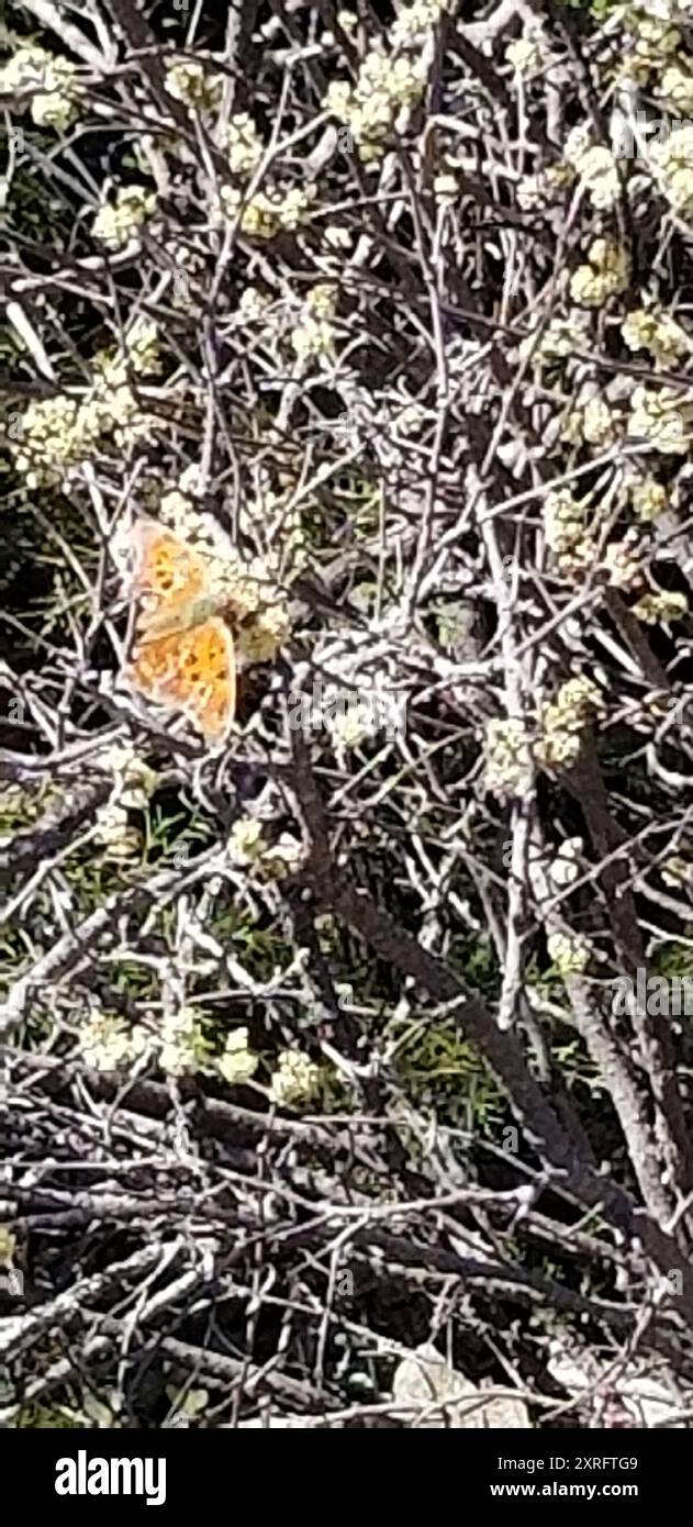 Question Mark (Polygonia interrogationis) Insecta Stock Photo - Alamy