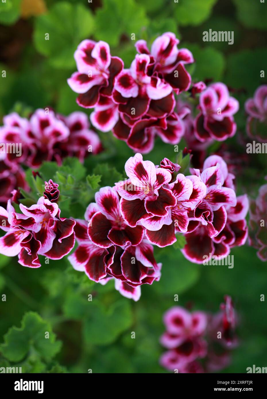 Pelargonium "Spanish Angel" or Geranium "Spanish Angel", Geraniaceae ...
