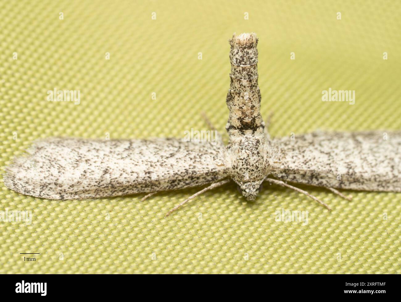 Geometer Moths (Geometridae) Insecta Stock Photo - Alamy