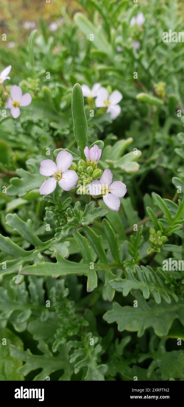 European Searocket (Cakile maritima) Plantae Stock Photo - Alamy
