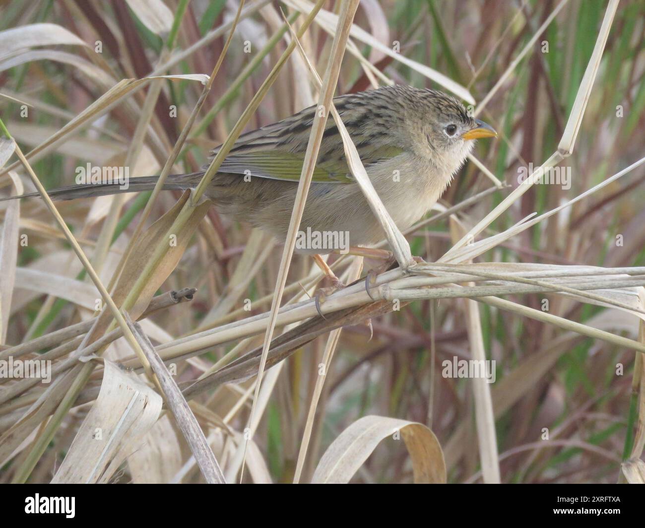 Lesser Grass-Finch (Emberizoides ypiranganus) Aves Stock Photo - Alamy