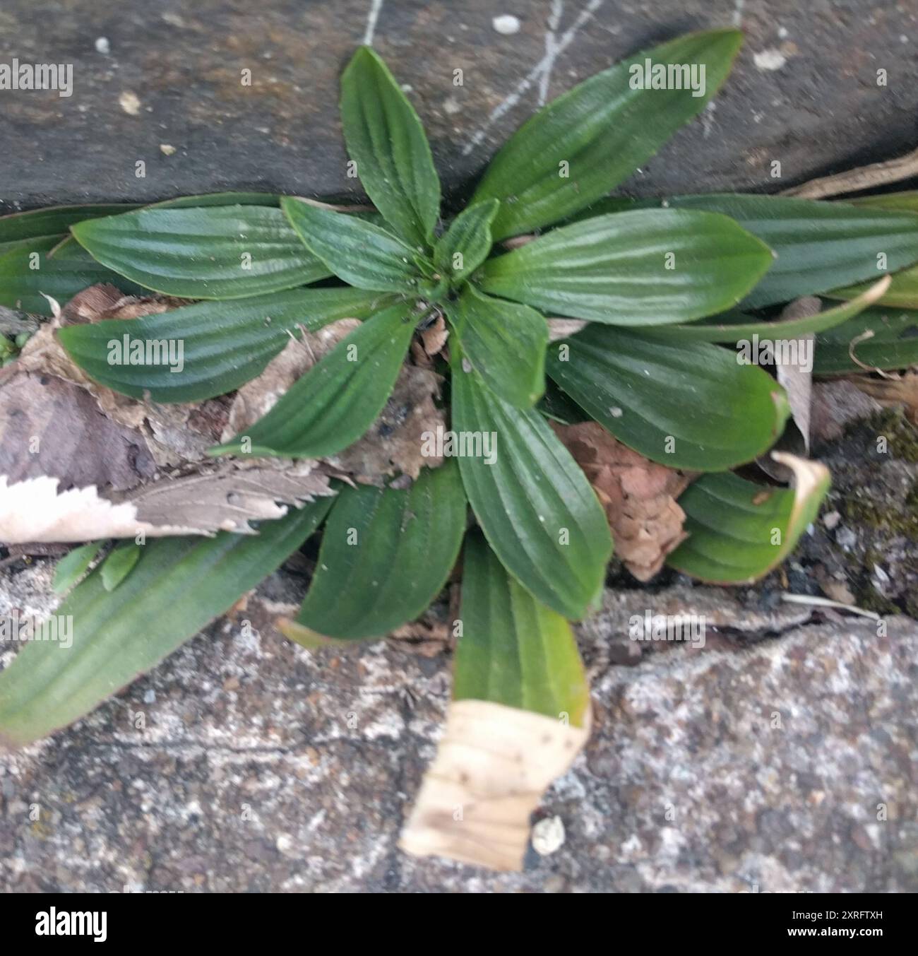 ribwort plantain (Plantago lanceolata) Plantae Stock Photo - Alamy