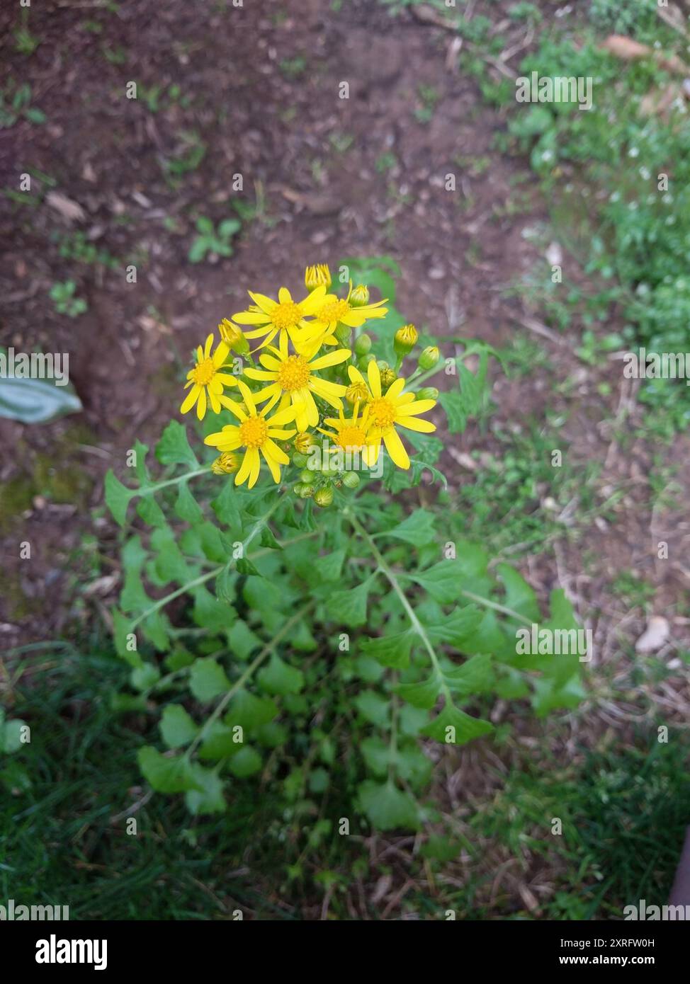 Butterweed (Packera glabella) Plantae Stock Photo - Alamy