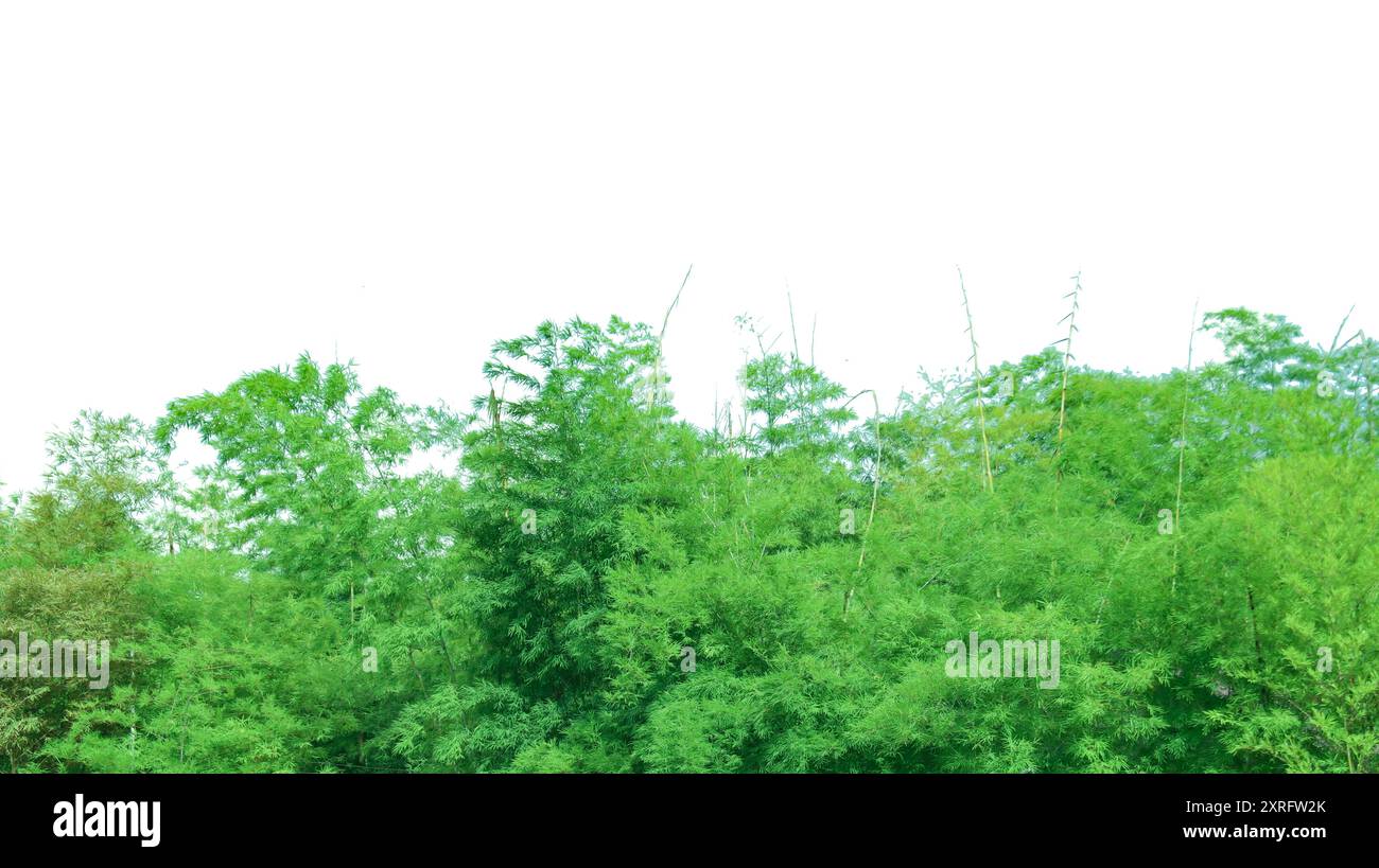 A cut-out groove of bamboo on a white background with clipping paths ...