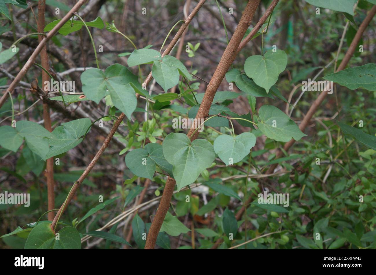 Portia tree (Thespesia populnea) Plantae Stock Photo - Alamy