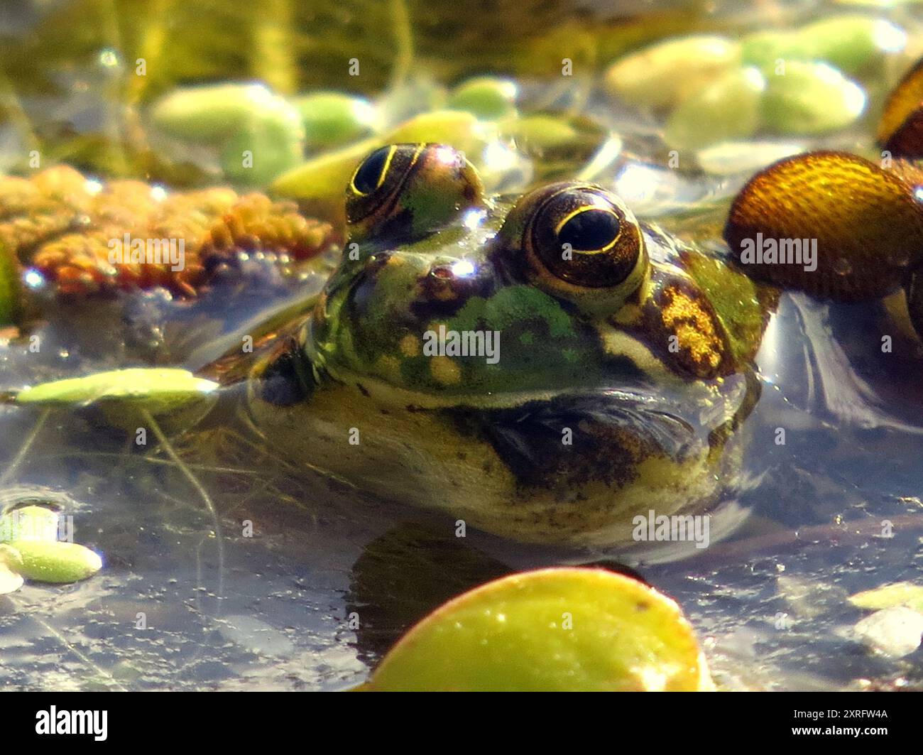 Lesser Swimming Frog (Pseudis minuta) Amphibia Stock Photo - Alamy