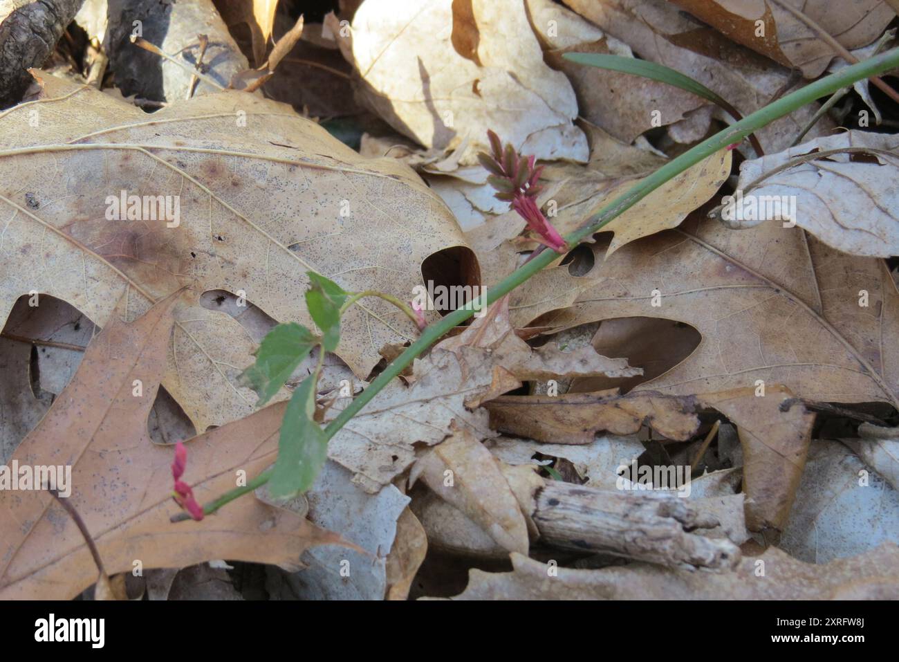 multiflora rose (Rosa multiflora) Plantae Stock Photo - Alamy
