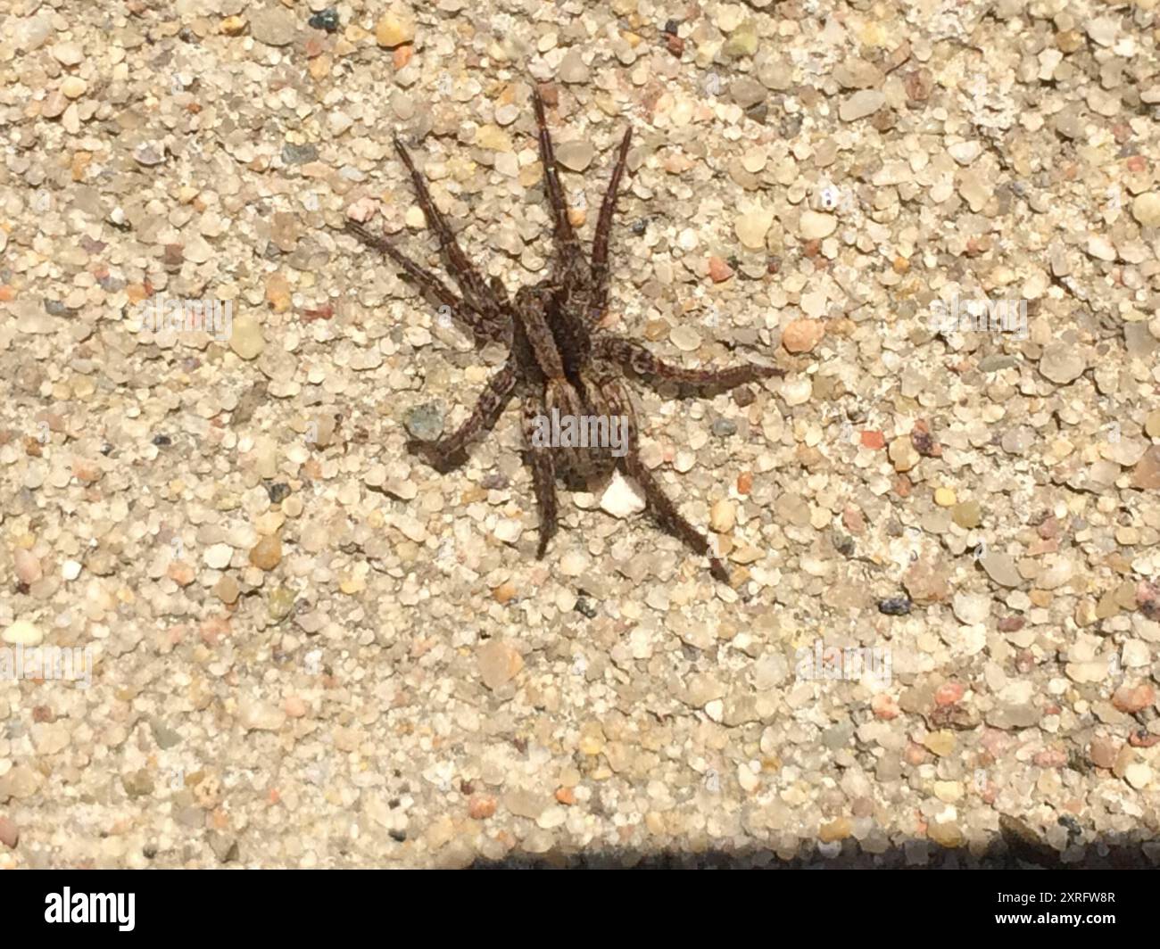 Fox Spiders (Alopecosa) Arachnida Stock Photo - Alamy