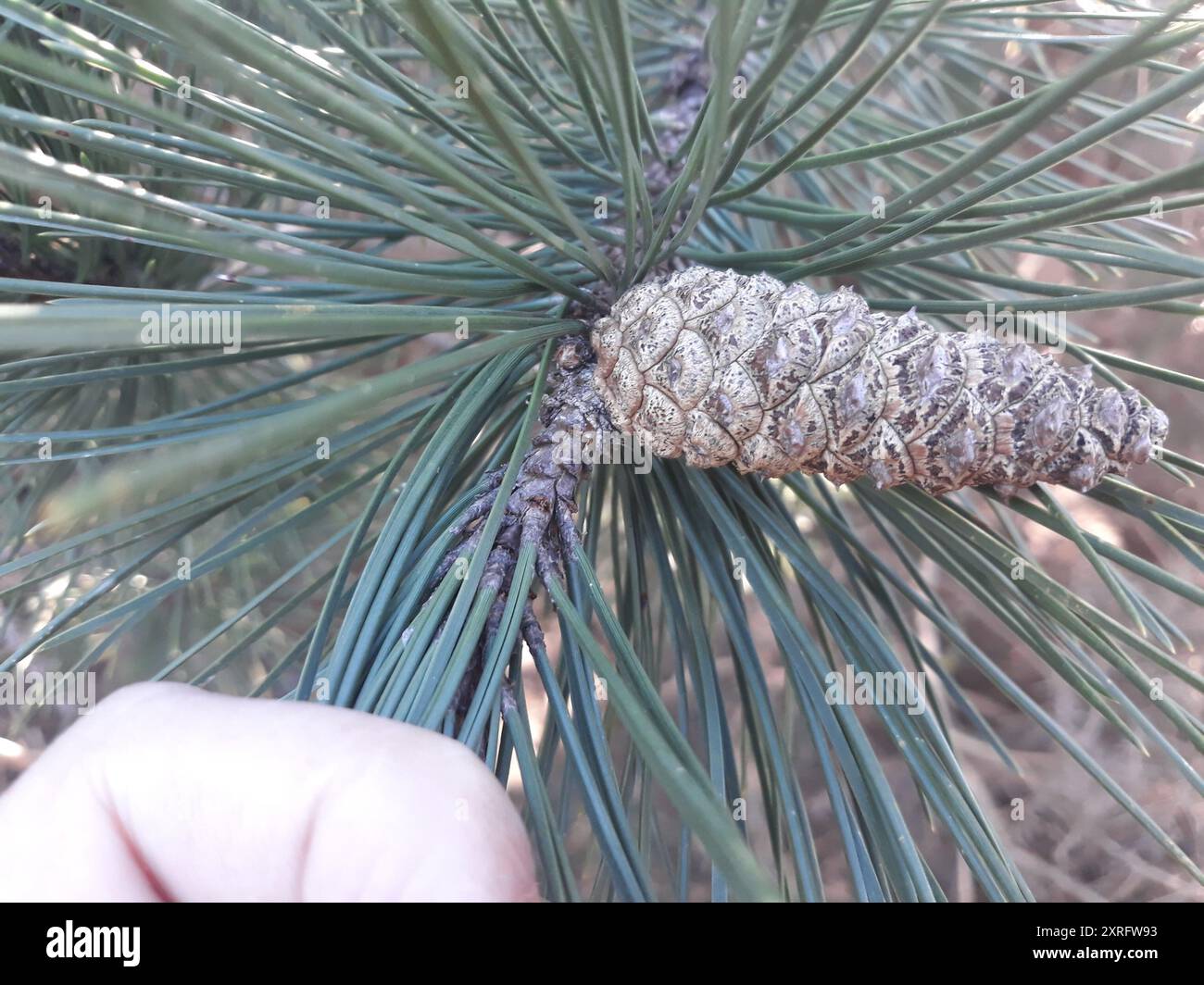maritime pine (Pinus pinaster) Plantae Stock Photo - Alamy