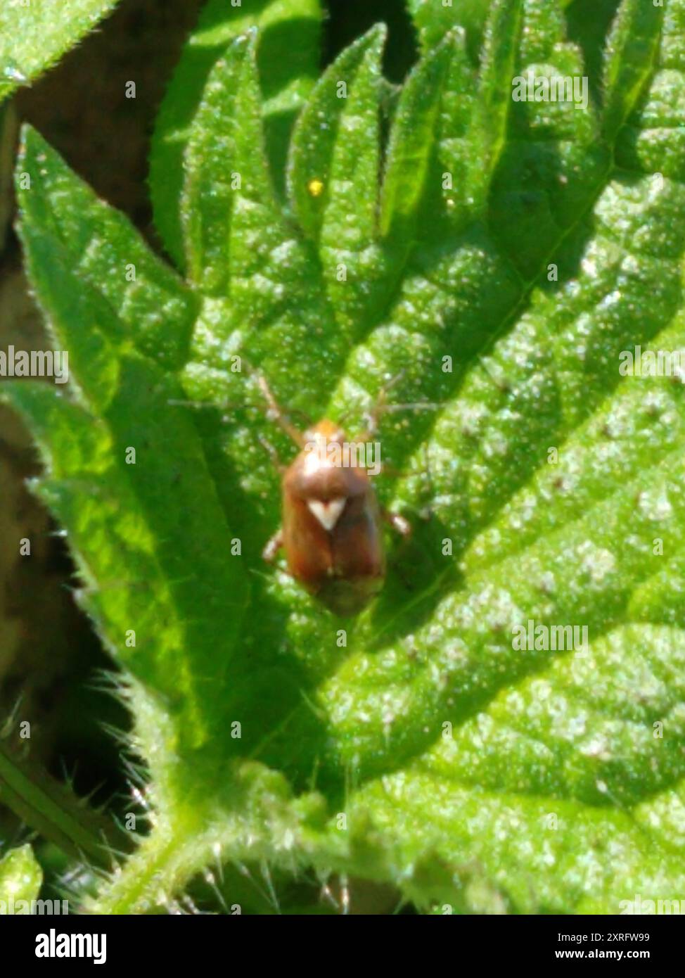 Lygus Bugs (Lygus) Insecta Stock Photo - Alamy